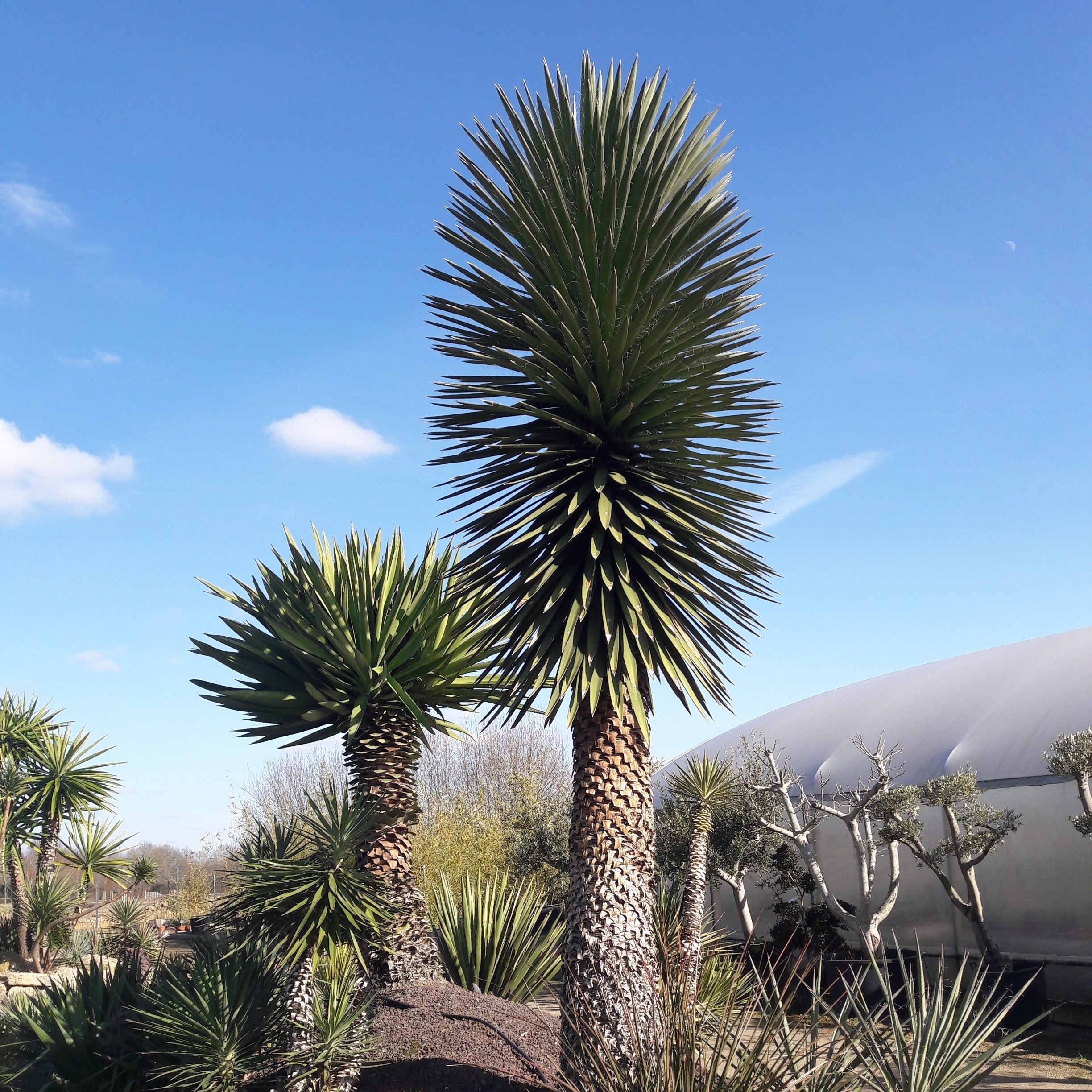 Yucca Filifera 150/175 cm. – 12°C à - 15°C - Oasis Garden