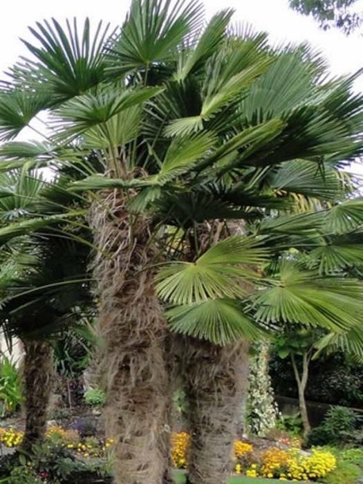Les palmiers rustiques jusqu'à - 20 degrés pour le jardin - Oasis Garden