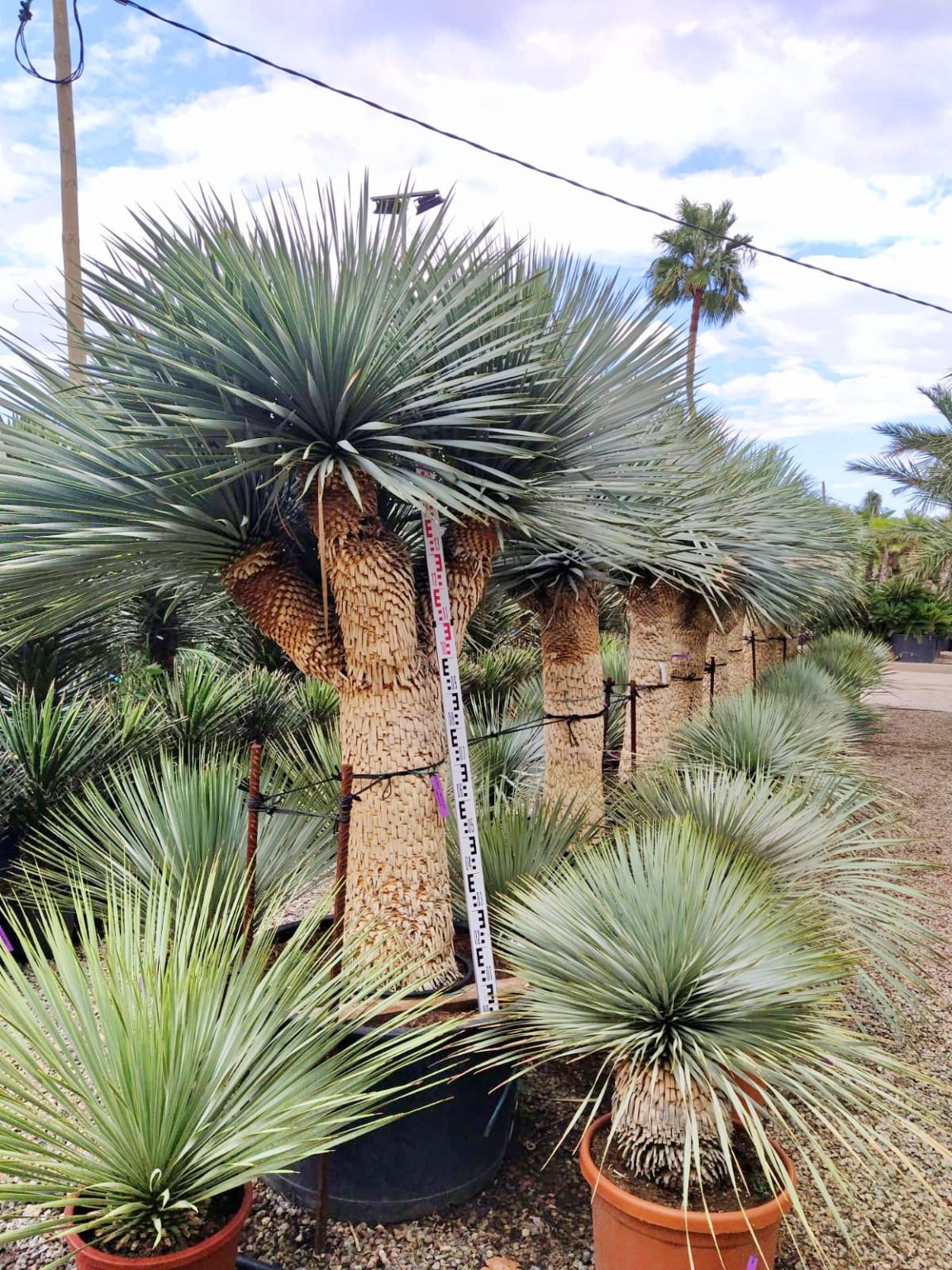 Plantez le Yucca un peu plus haut que la hauteur du terrain ou sur une ...