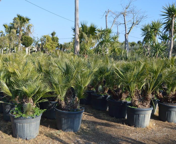 Les palmiers rustiques jusqu'à - 20 degrés pour le jardin - Oasis Garden