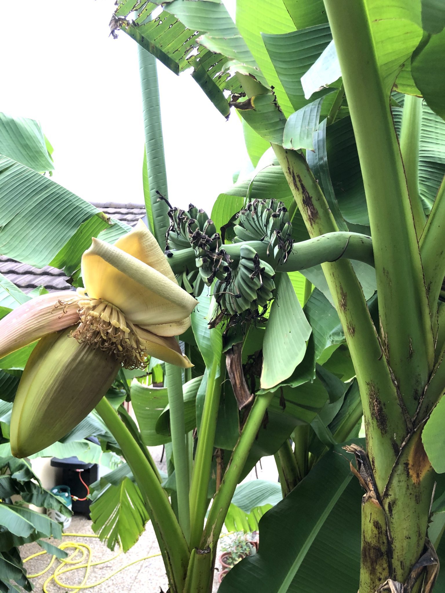 Bananier. Musa Basjoo.