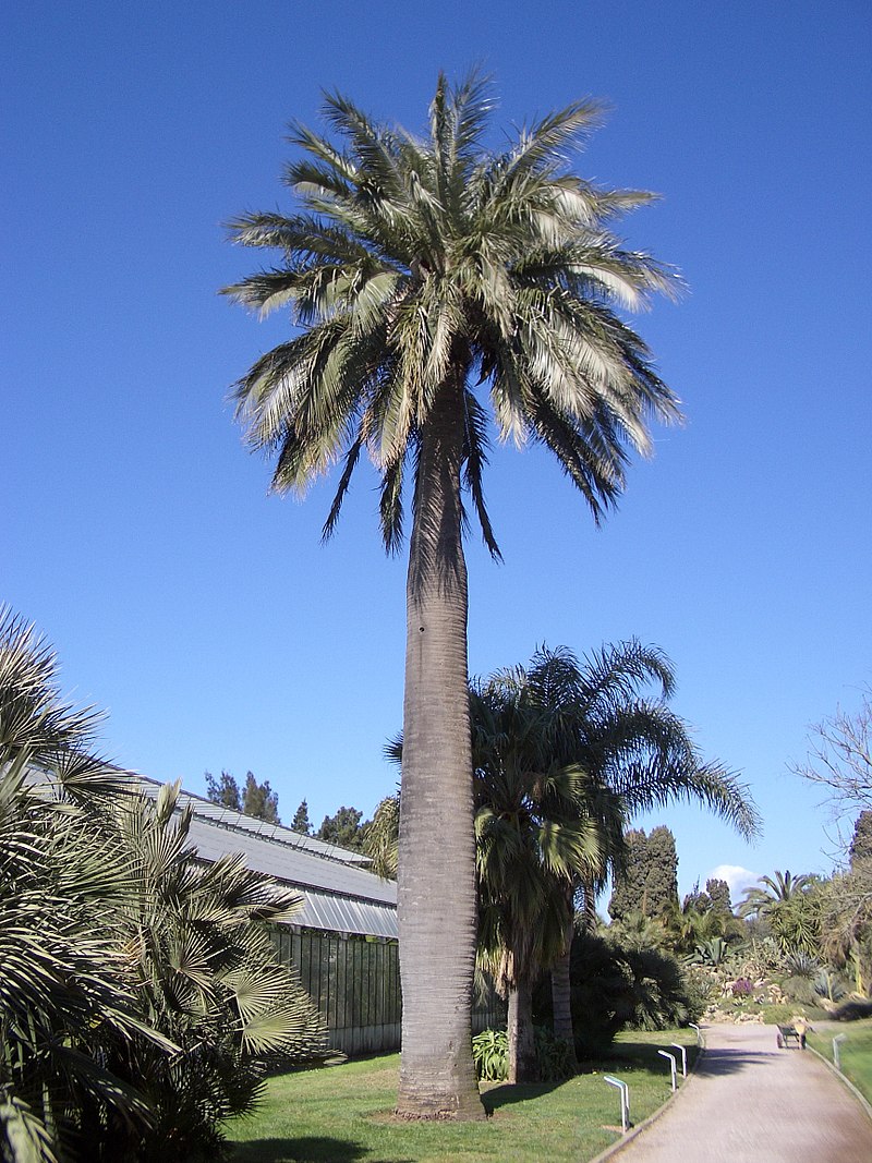 Le Majestueux Jubaea Chilensis Cocotier Du Chili Oasis Garden