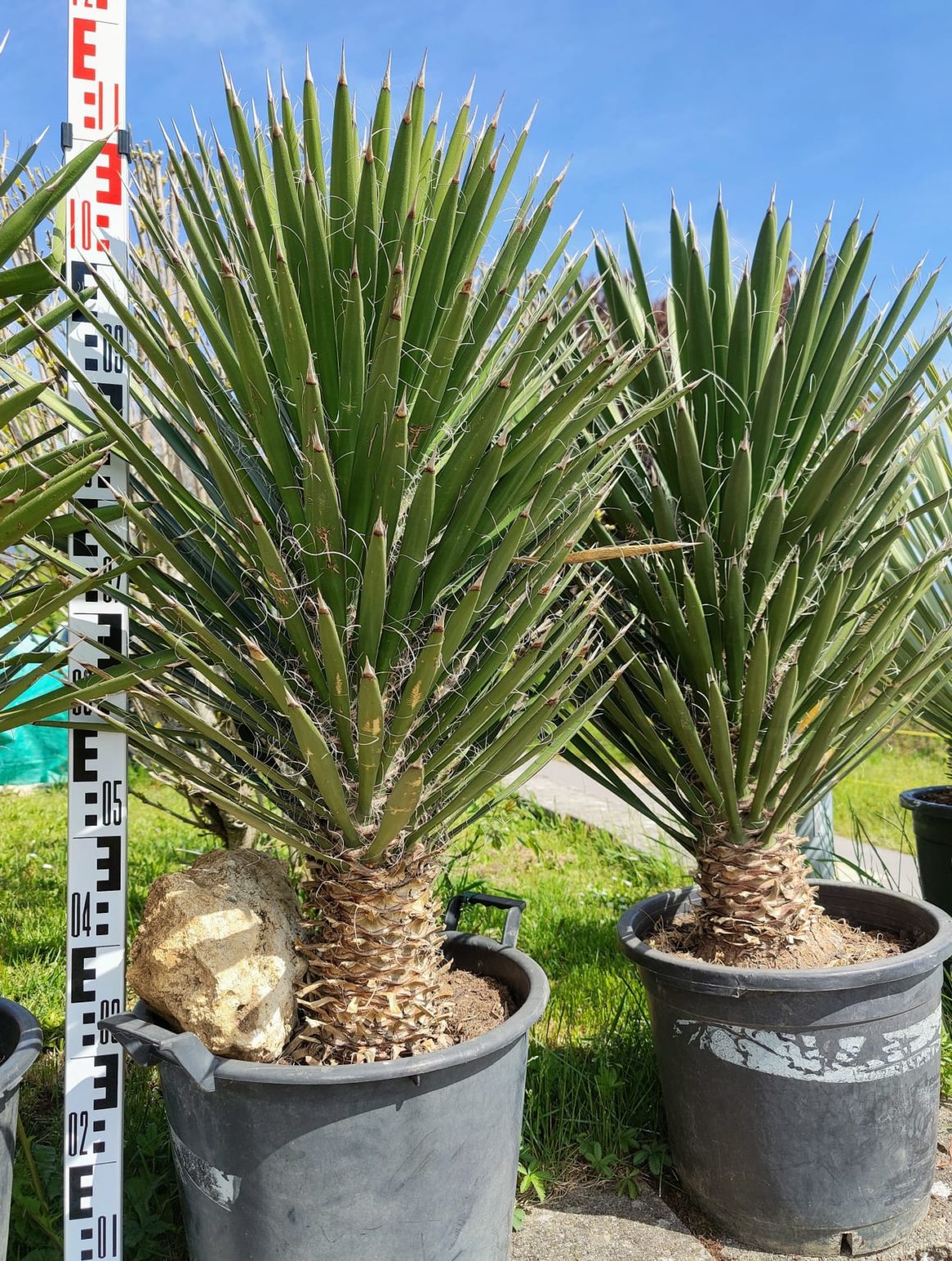 Home > Yuccas rustiques. Indispensable dans son jardin. > Yucca ...