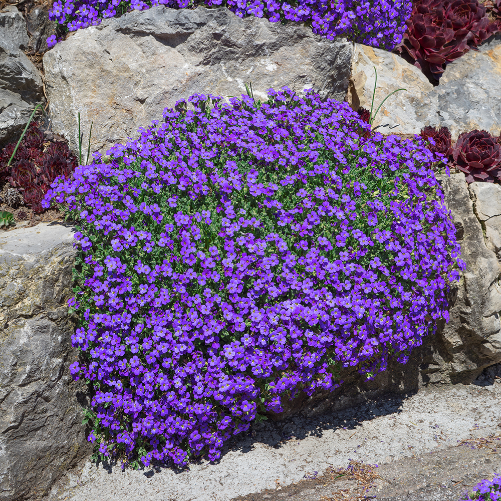 Aubrieta hybride ` Hamburger Stadtpark' 0,5 l - Oasis Garden